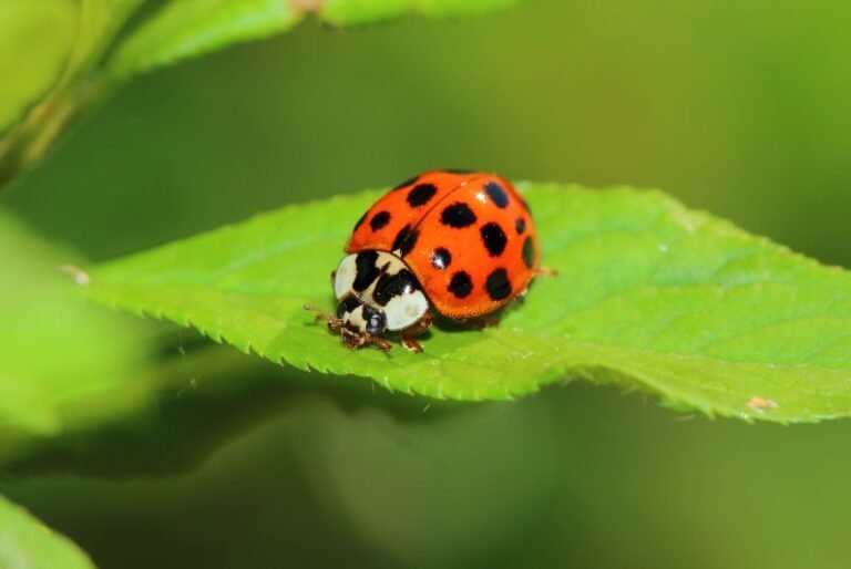 You Need Ladybugs For A Thriving Garden - Here's How To Get More Of Them