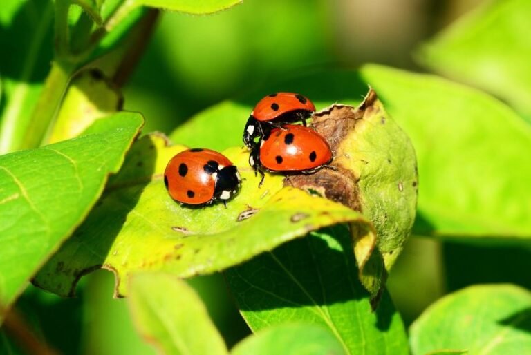 You Need Ladybugs For A Thriving Garden - Here's How To Get More Of Them