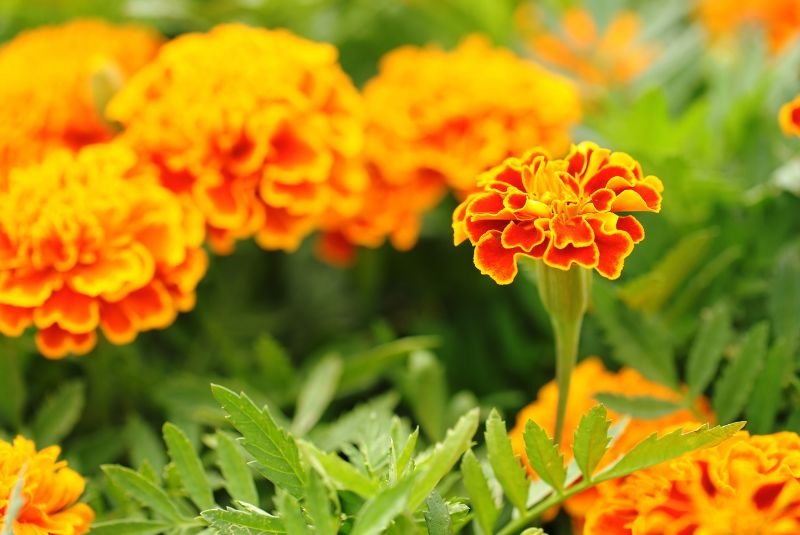 Why You DEFINITELY Should Grow Marigolds In Your Vegetable Garden