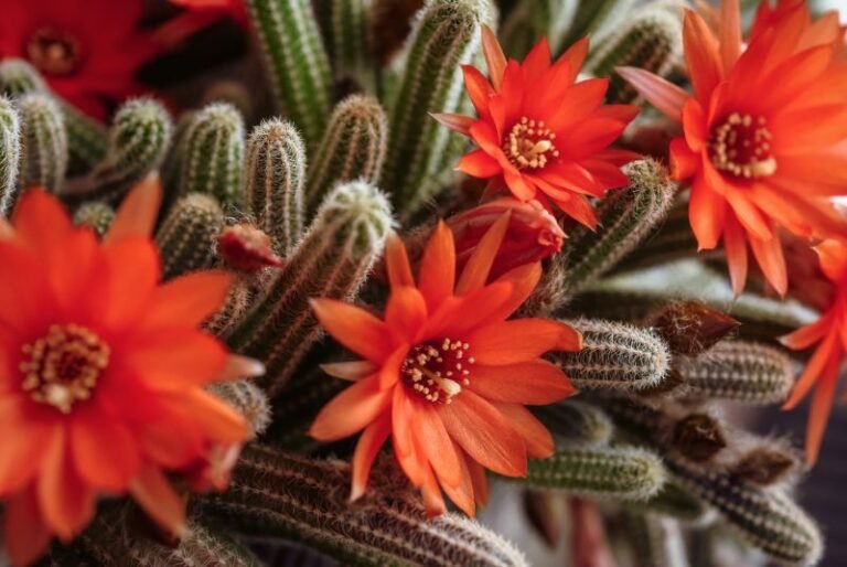 10 Red Cacti Varieties With Stunning Blooms