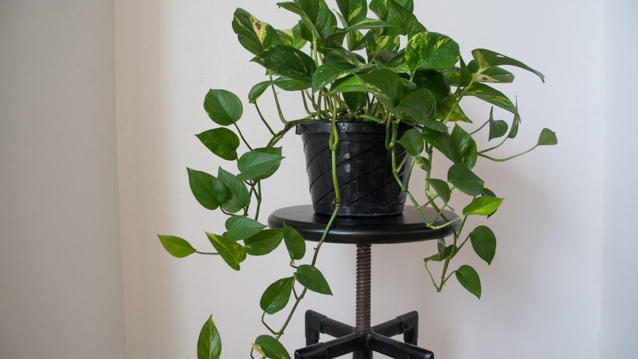 13 Pothos Varieties: A Complete Guide to Popular and Unique Types