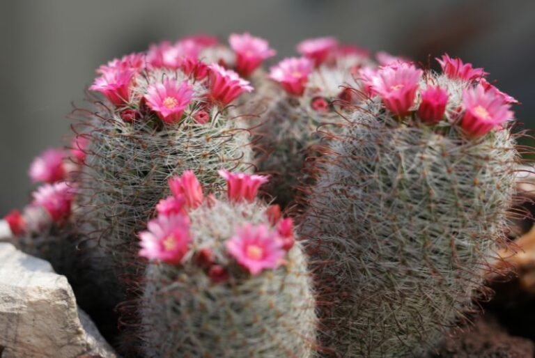 10 Red Cacti Varieties With Stunning Blooms