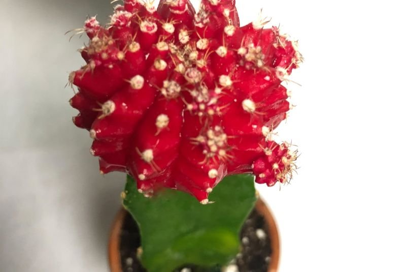 10 Red Cacti Varieties With Stunning Blooms
