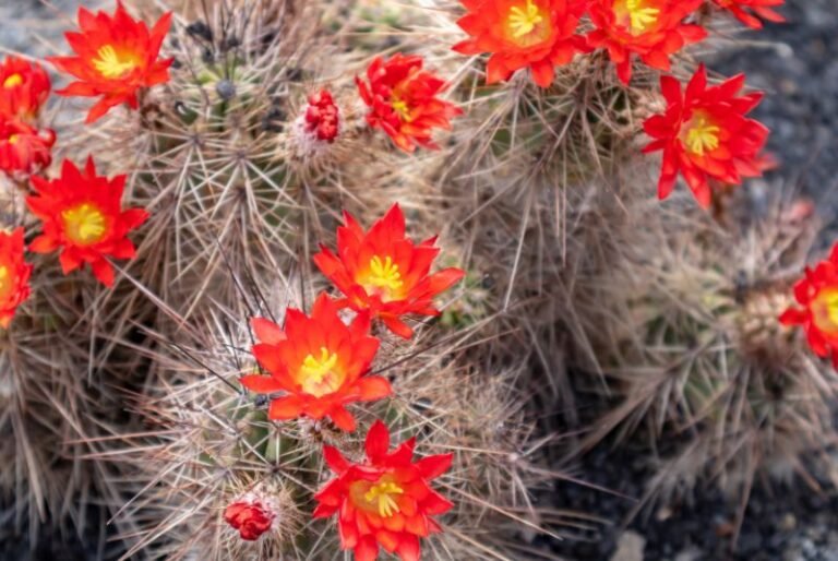 10 Red Cacti Varieties With Stunning Blooms