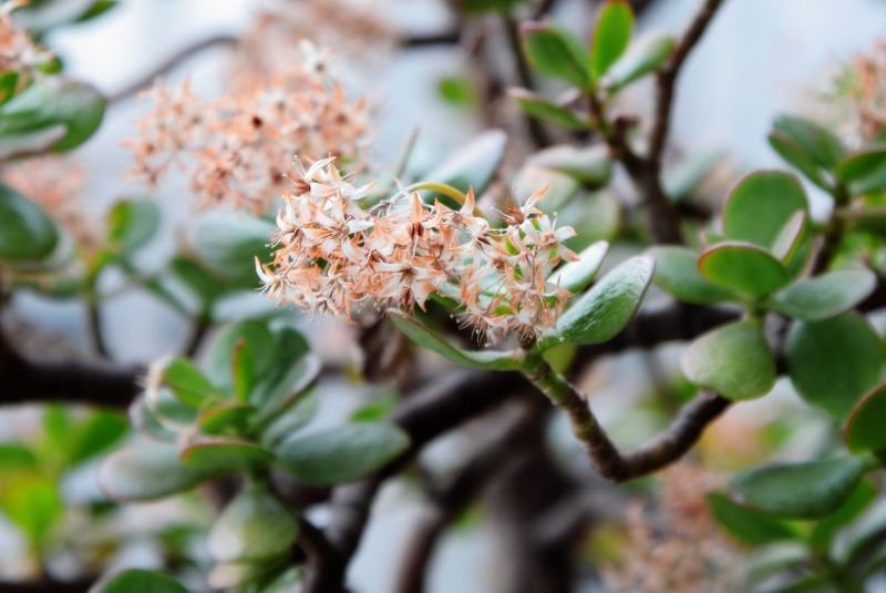 My Secret Hacks To Get Your Jade Plant To Flower