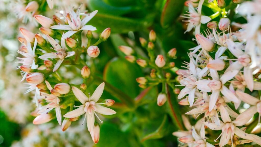 My Secret Hacks To Get Your Jade Plant To Flower