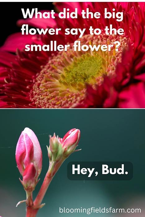Dad-Joke-Worthy Plant Puns for Father's Day