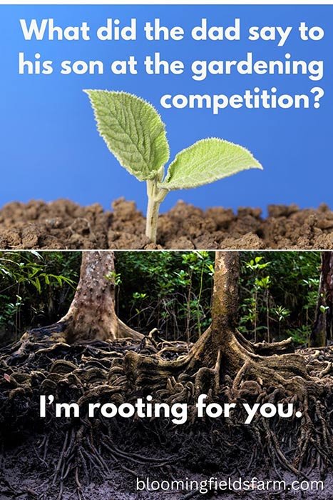 Dad-Joke-Worthy Plant Puns for Father's Day