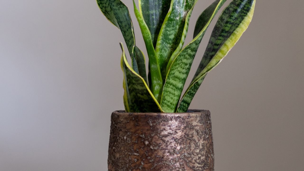 How I Achieve The Richest Green In My Snake Plants