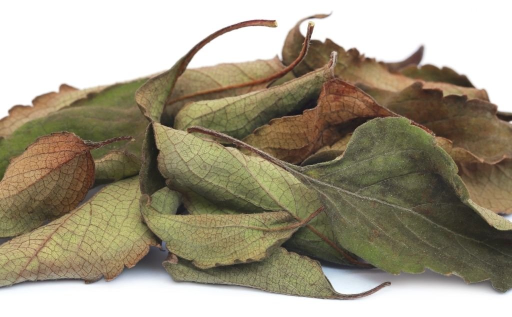 5 Ways to Dry Basil at Home and Preserve Its Freshness