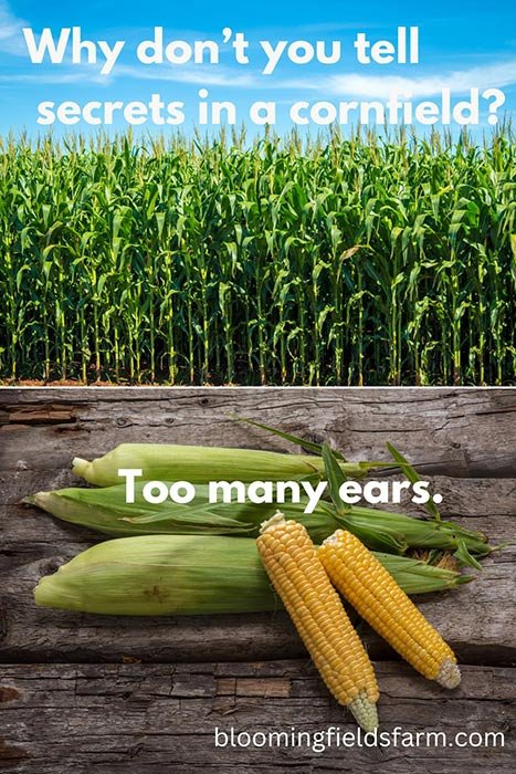 Dad-Joke-Worthy Plant Puns for Father's Day